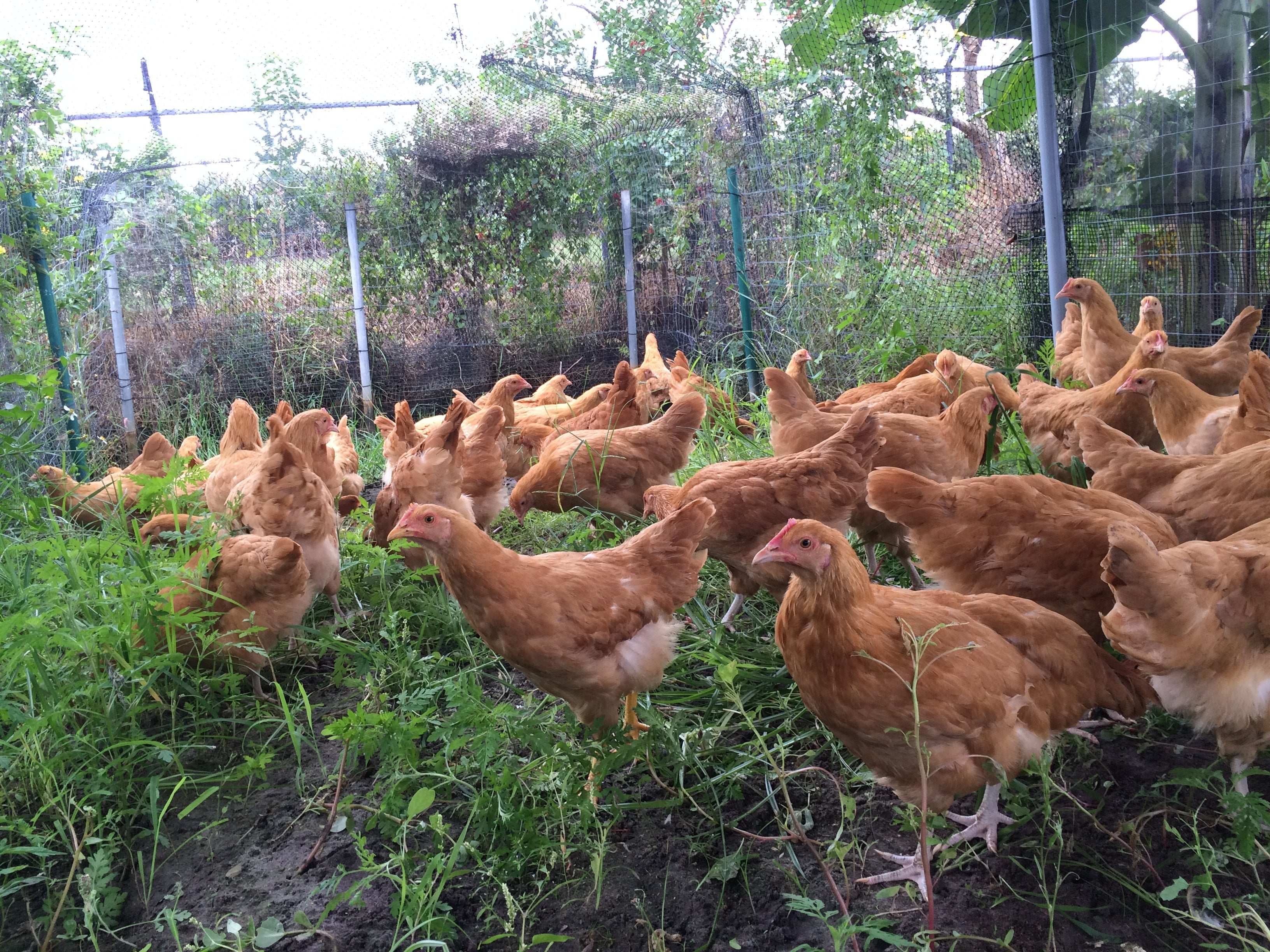 READY TO LAY PULLETS - FARM PICK UP OR SHIPPED – The Fancy Chicken