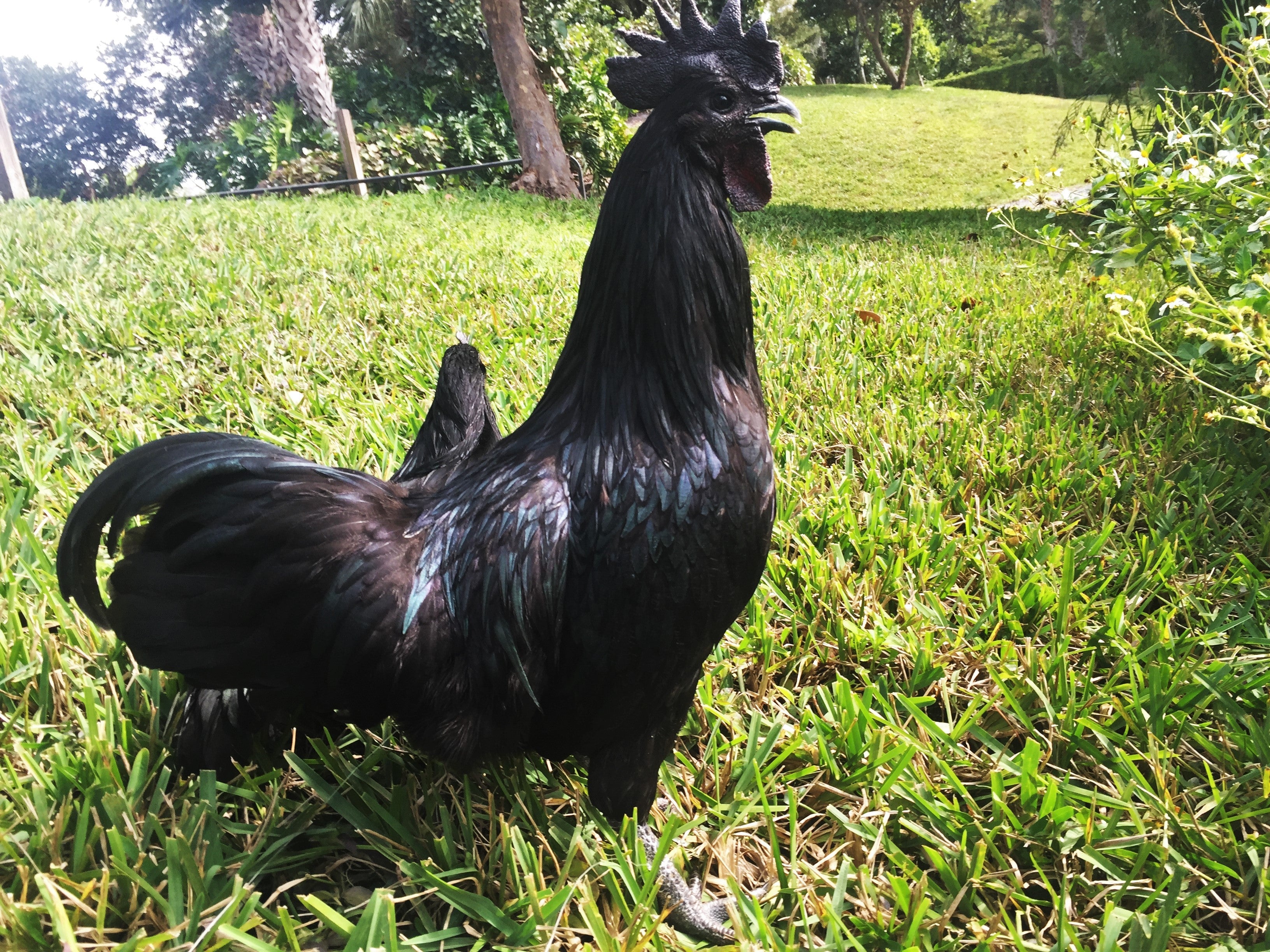 RARE CHICKEN BREEDS – The Fancy Chicken