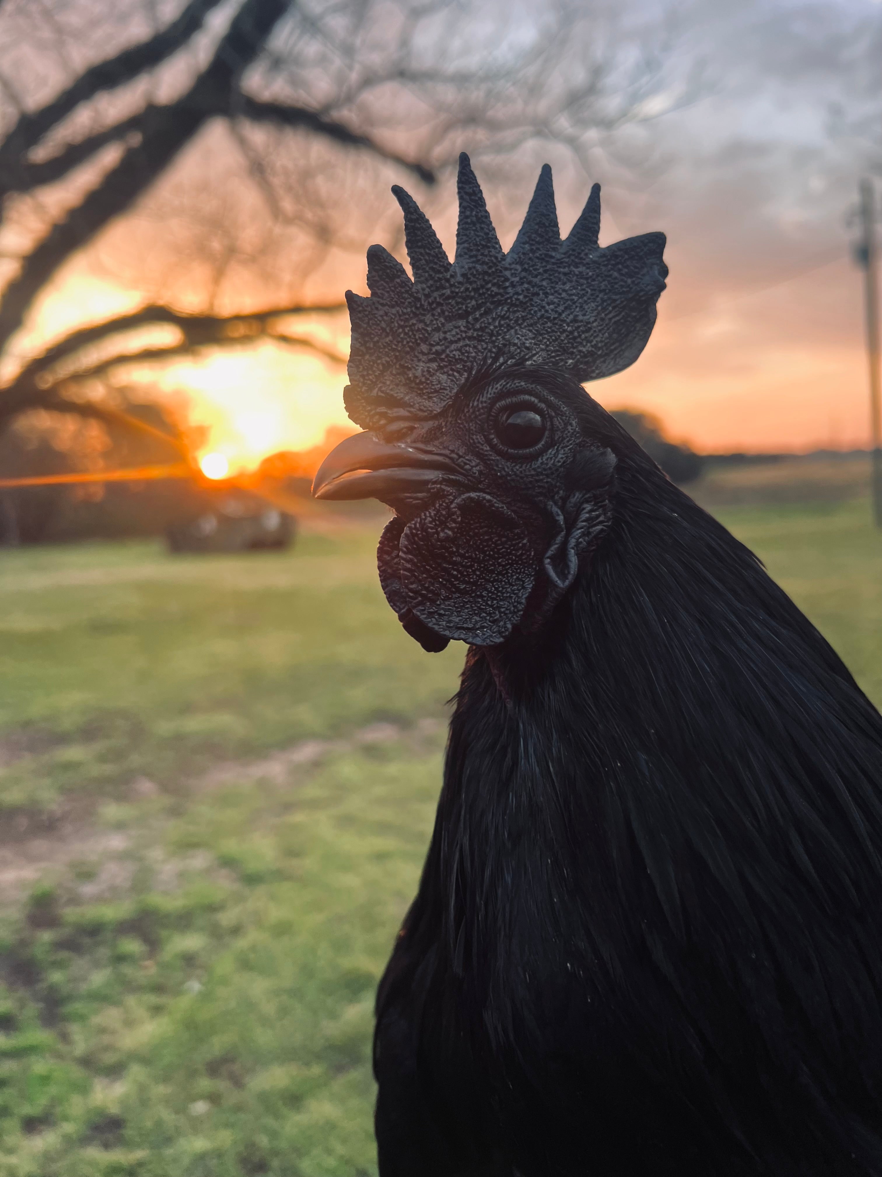 THE FANCY CHICKEN FARM – The Fancy Chicken