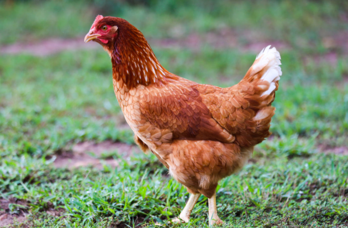 Bovan Reds - BROWN EGGS - READY TO LAY = PICK UP ONLY and Shipping Ava ...