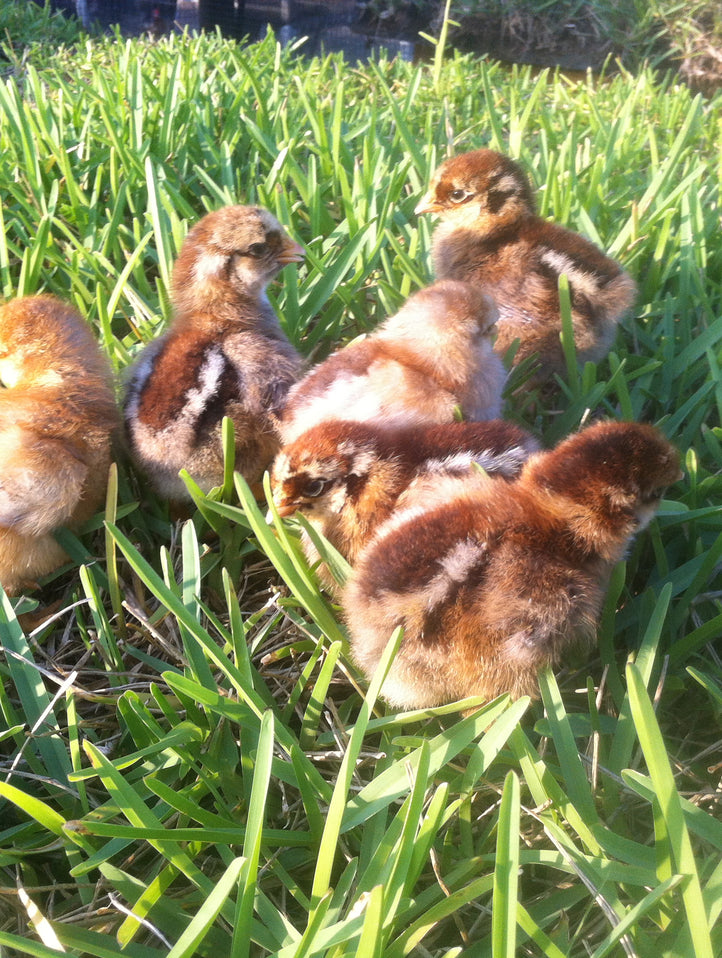 THE FANCY CHICKEN FARM – The Fancy Chicken